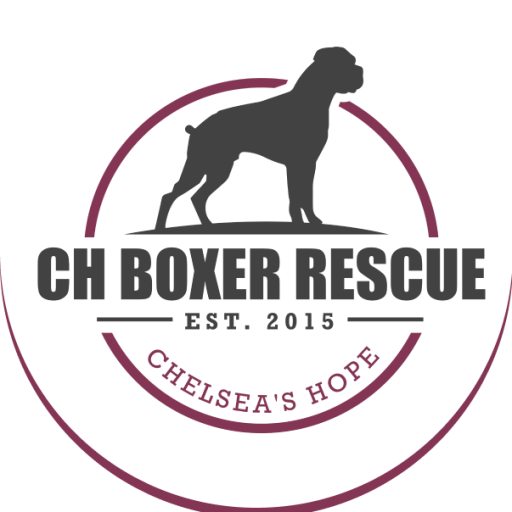 Foster - CH Boxer Rescue