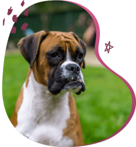 Home - CH Boxer Rescue