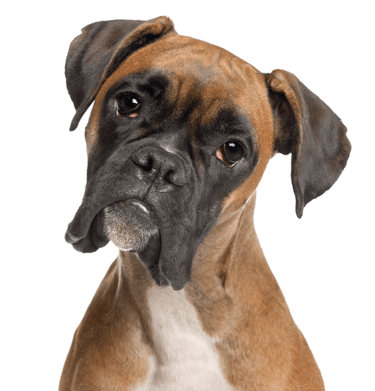 Home - CH Boxer Rescue