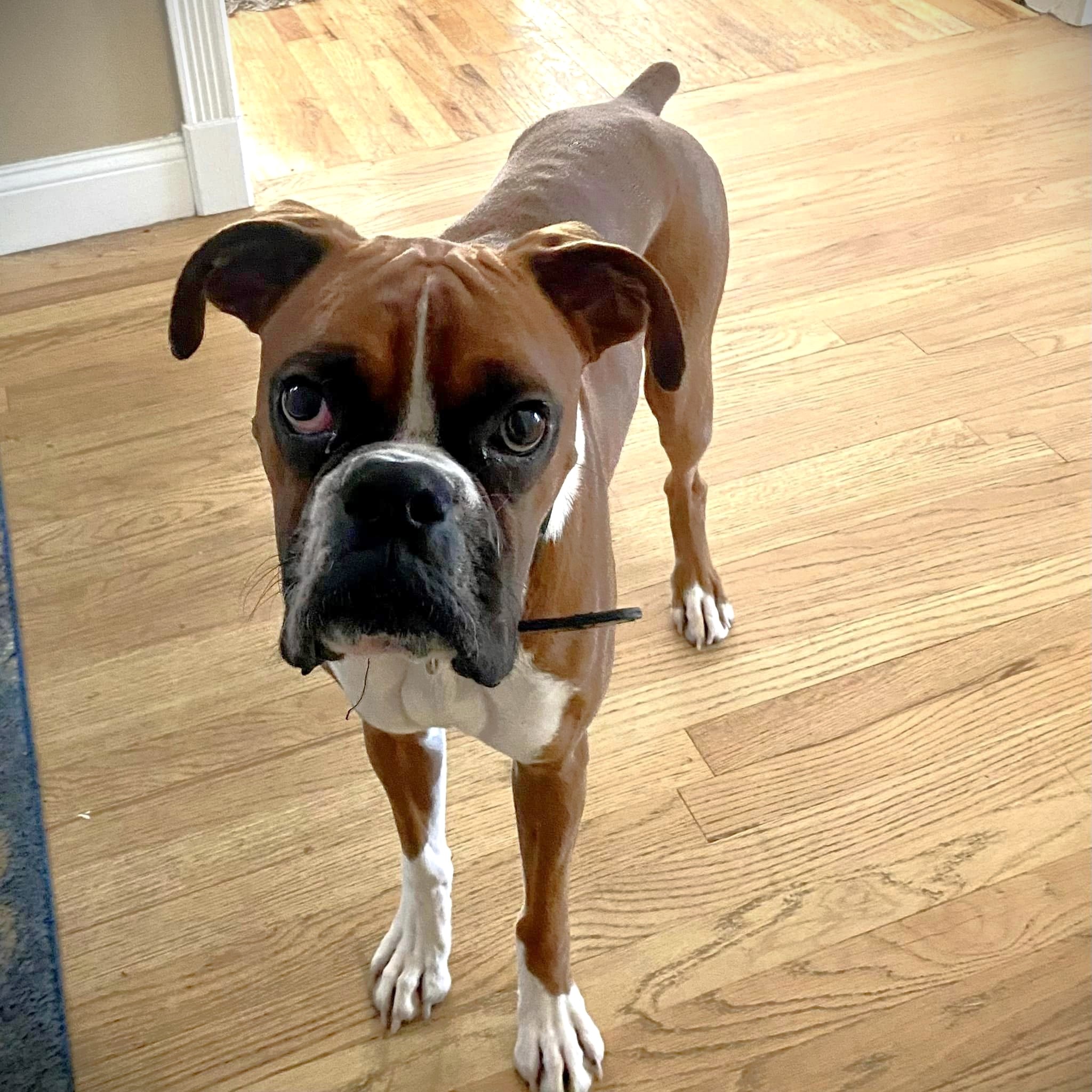 Chance - CH Boxer Rescue