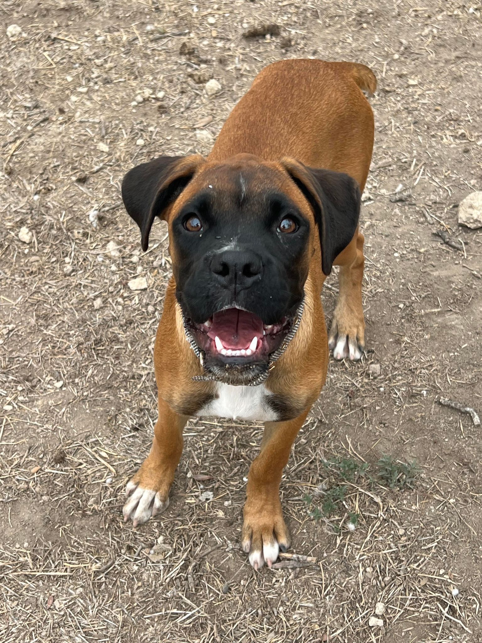 Emery - CH Boxer Rescue