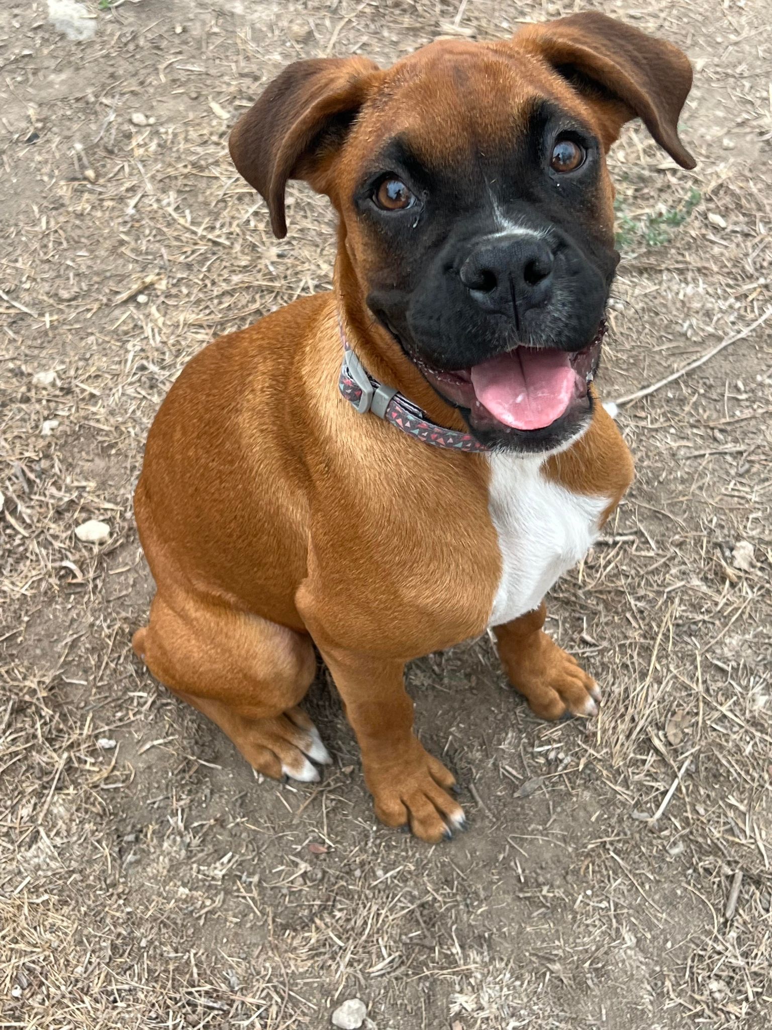 Aria - CH Boxer Rescue