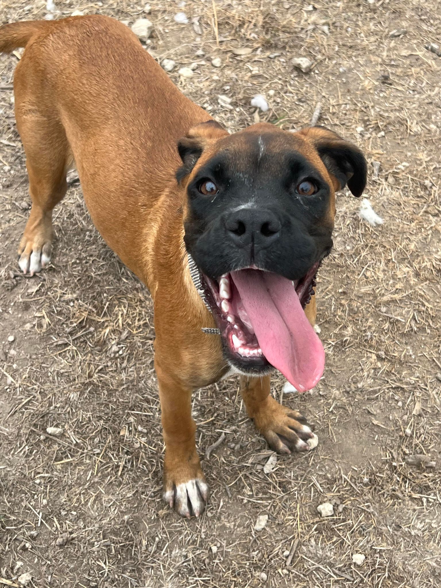 Emery - CH Boxer Rescue