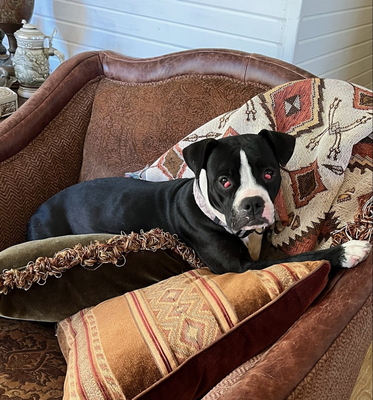 Maggie - CH Boxer Rescue