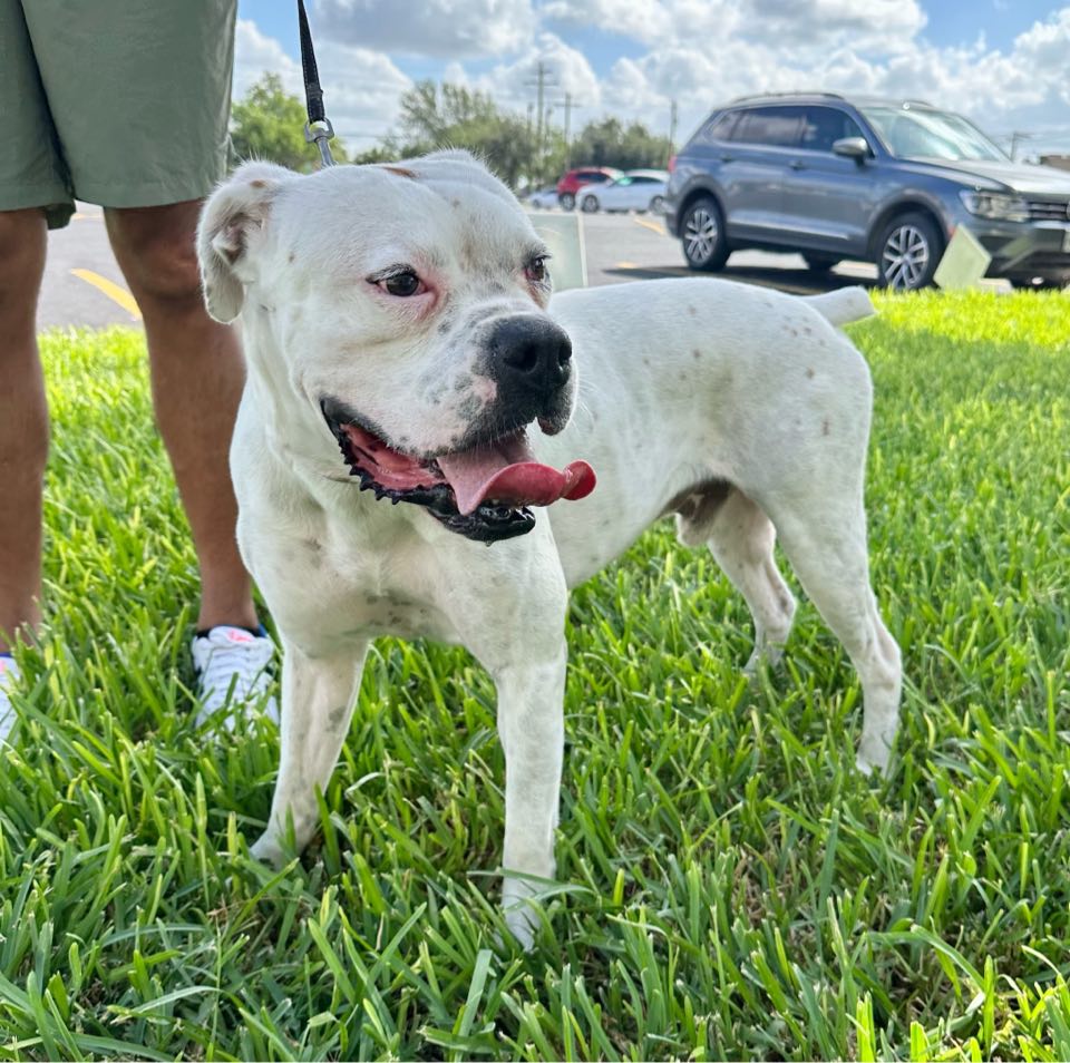 Rocco - CH Boxer Rescue