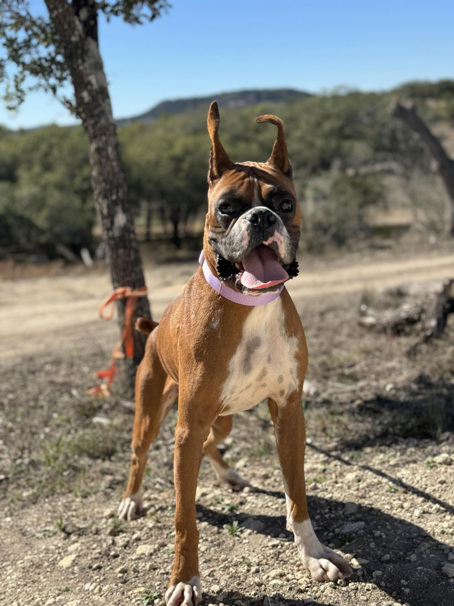 Beanie - CH Boxer Rescue