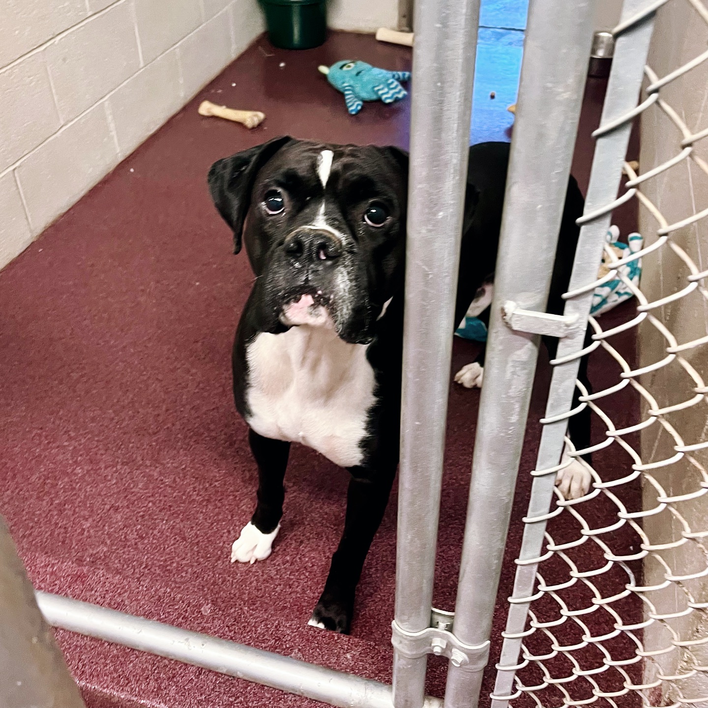 Papa - CH Boxer Rescue