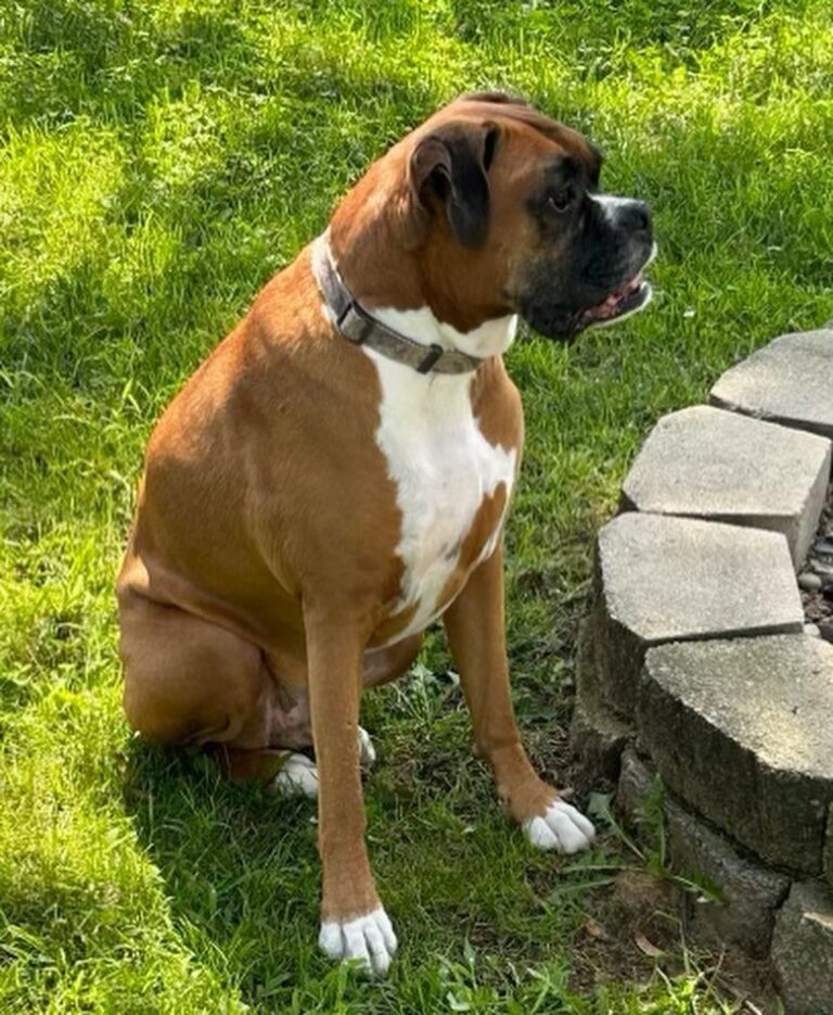 Brown - CH Boxer Rescue