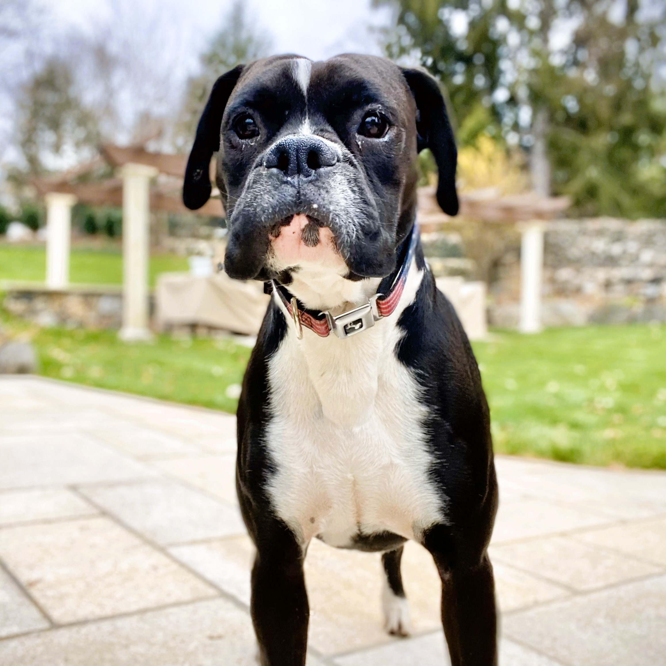 Papa - CH Boxer Rescue