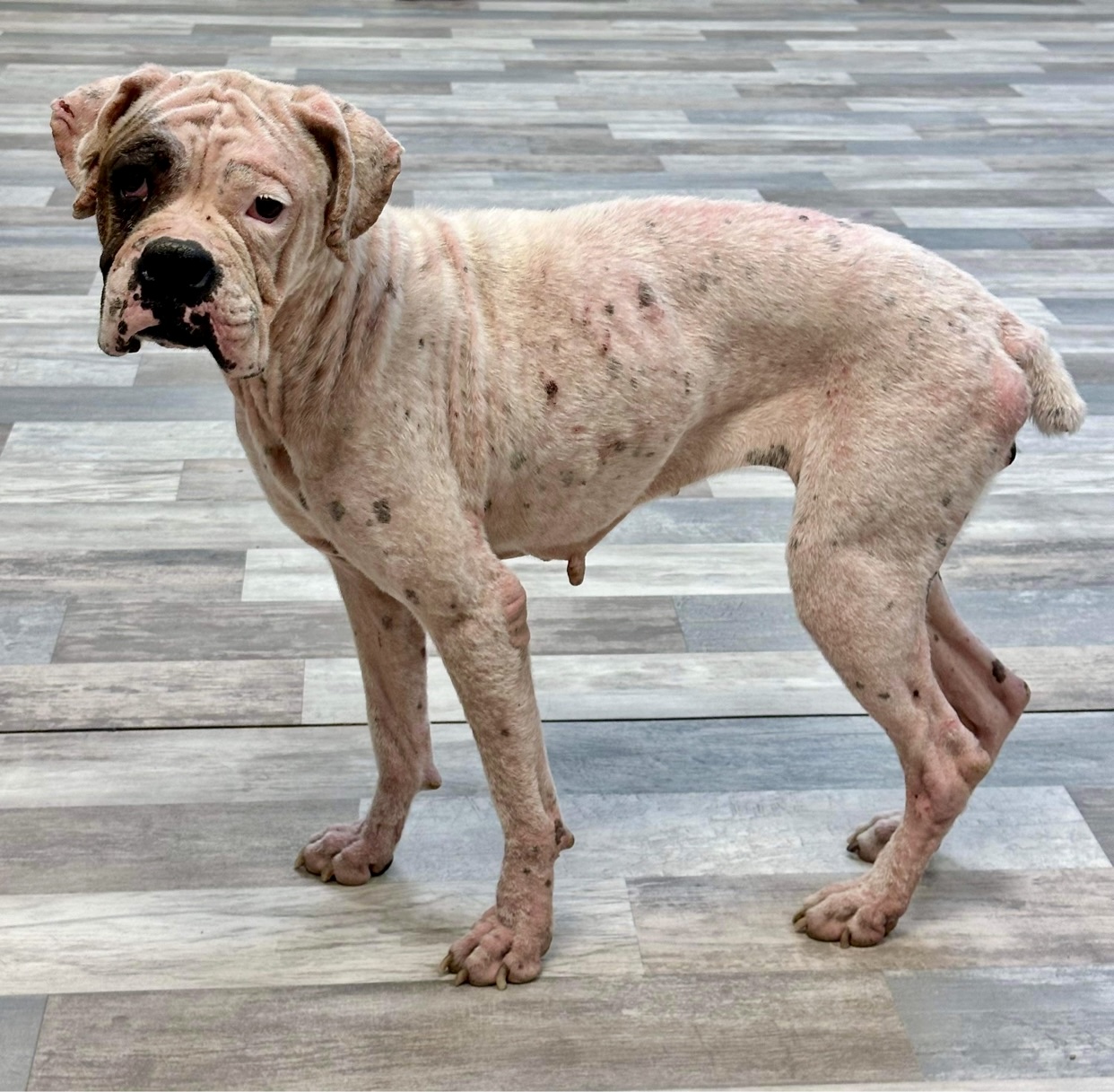 Ivory - CH Boxer Rescue