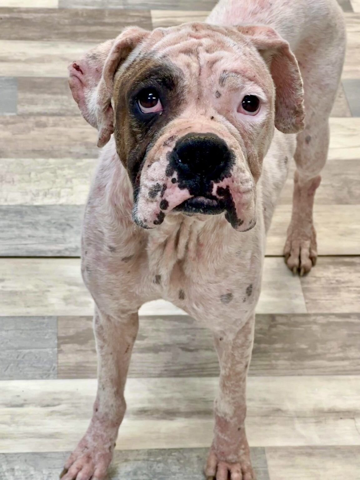 Ivory - CH Boxer Rescue