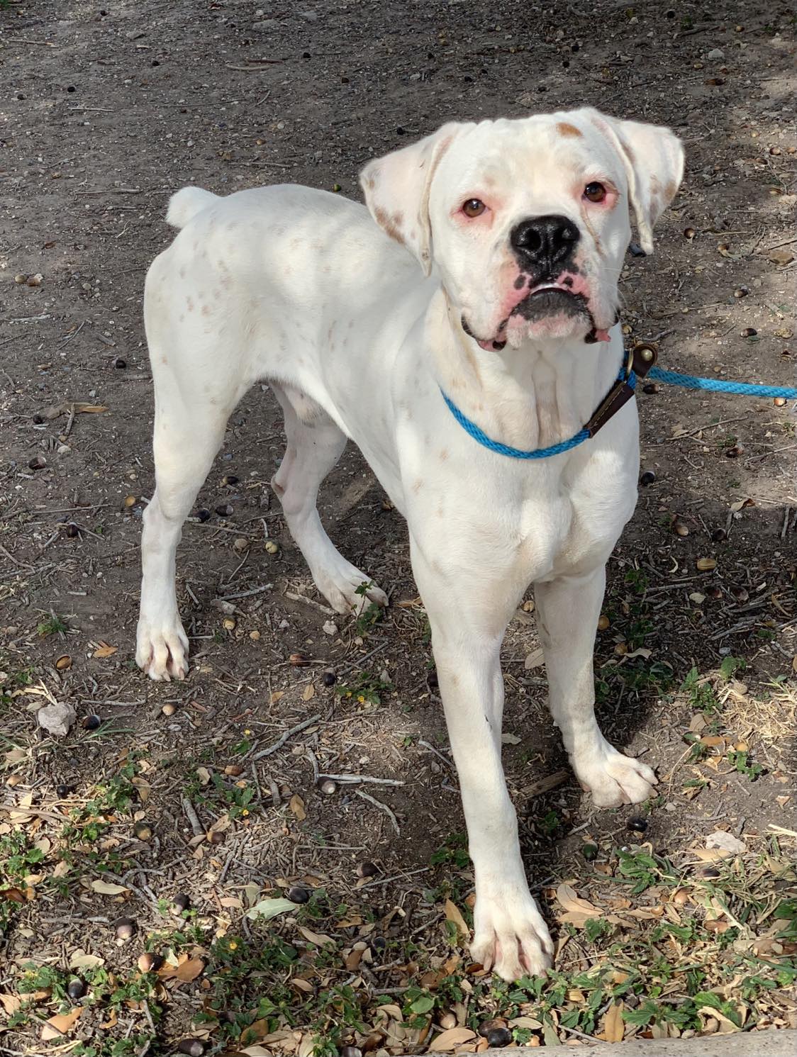 Gus - CH Boxer Rescue