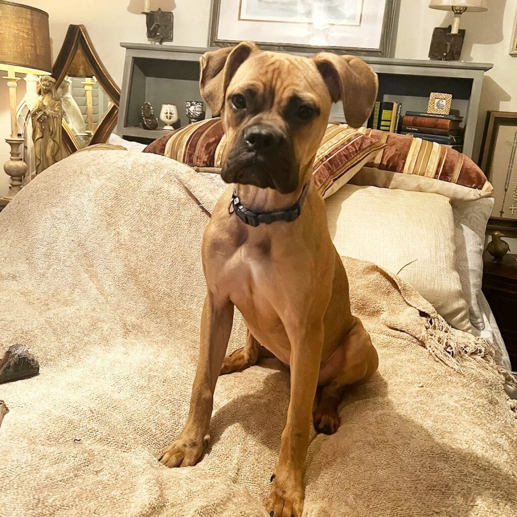 Austin - CH Boxer Rescue
