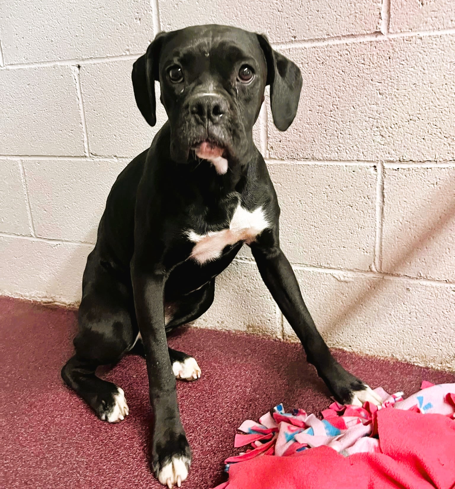 Savannah - CH Boxer Rescue