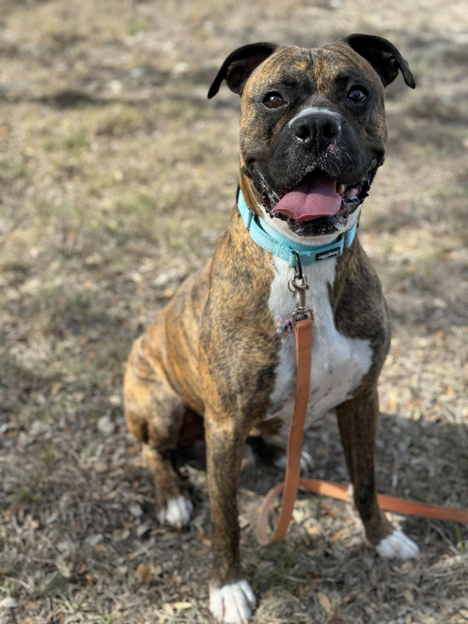 Bevo - CH Boxer Rescue
