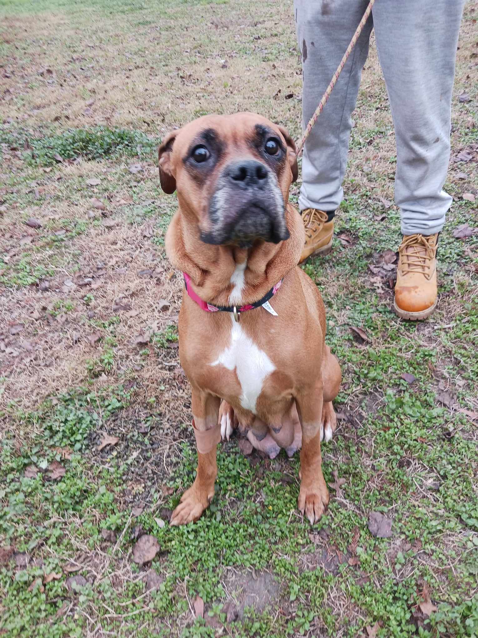 Rose - CH Boxer Rescue