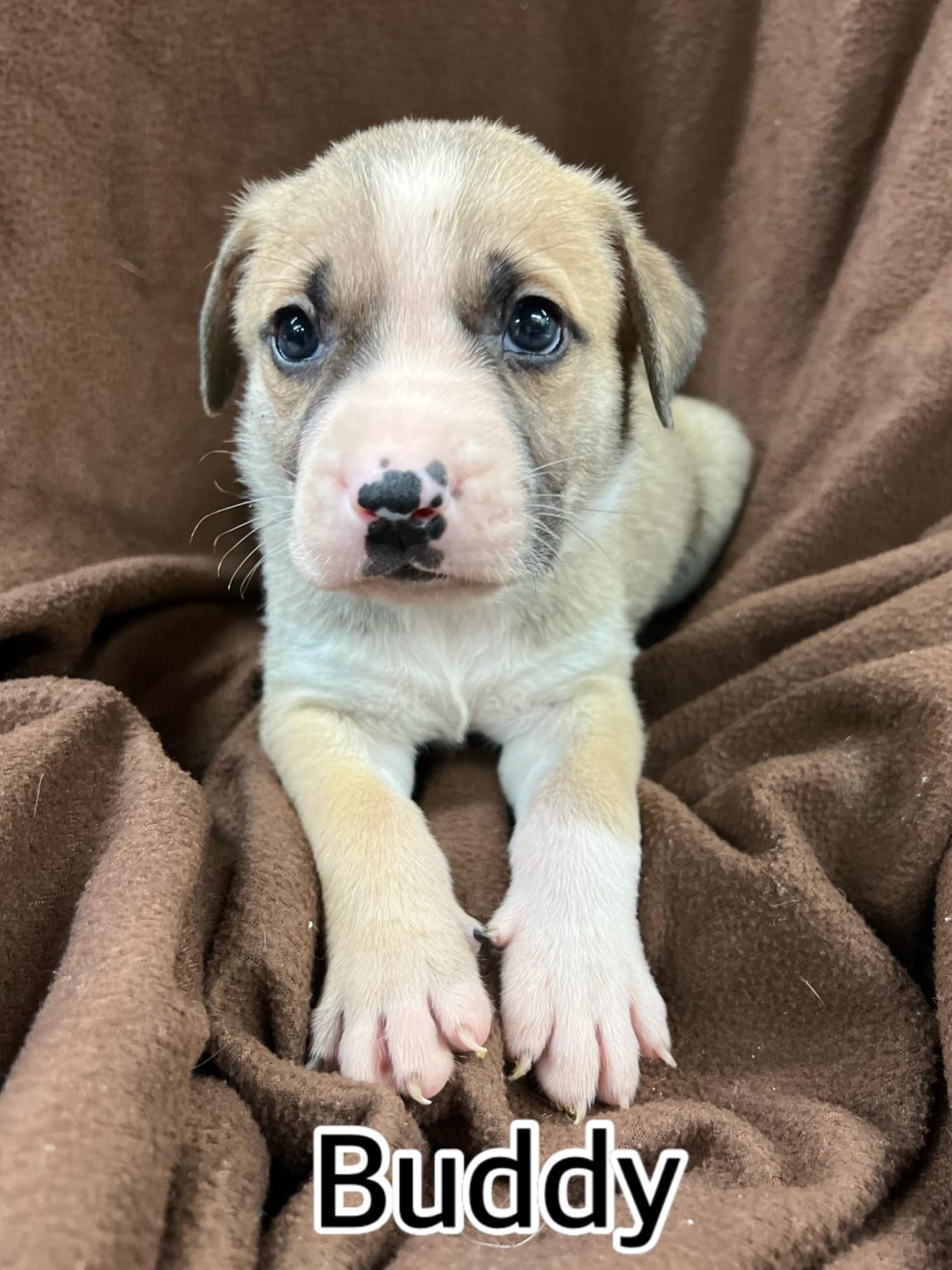 Lula Litter - Buddy (M) - CH Boxer Rescue