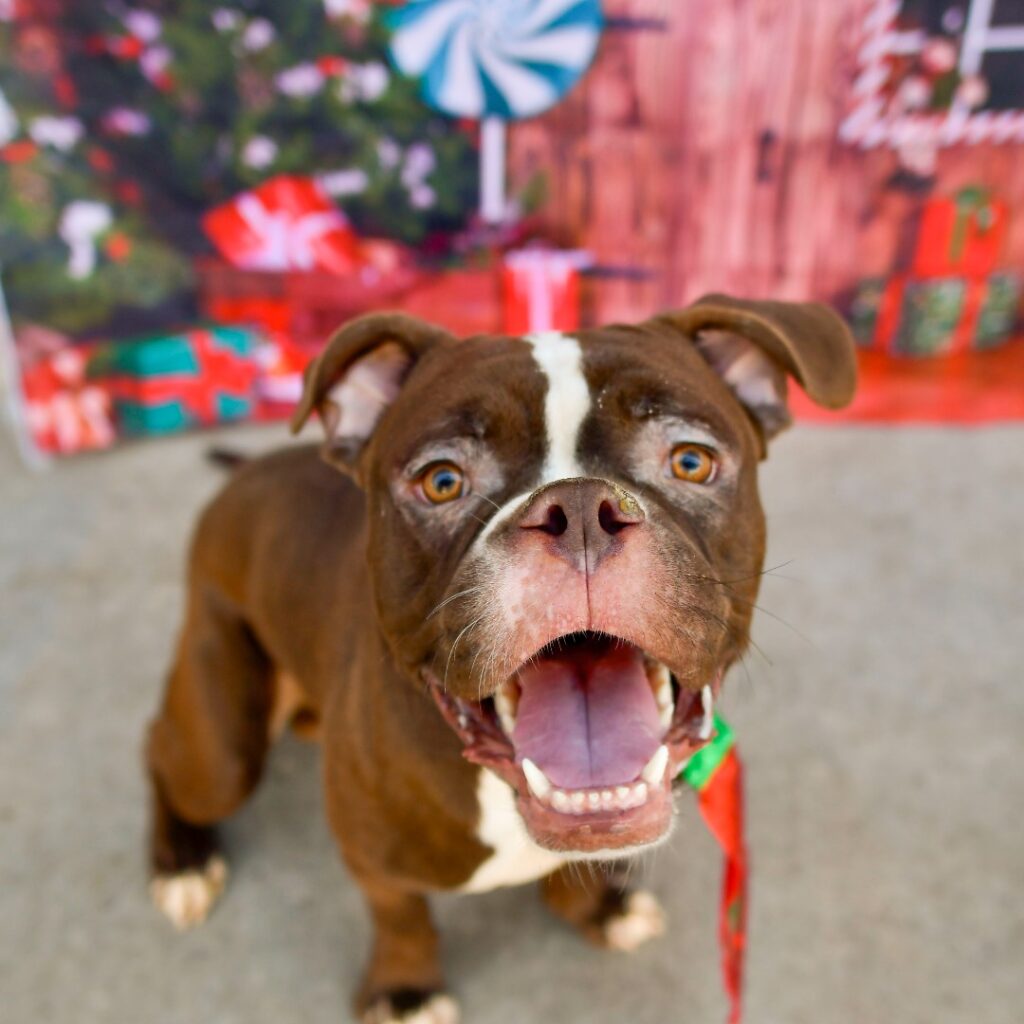 Rufus Jr. - CH Boxer Rescue