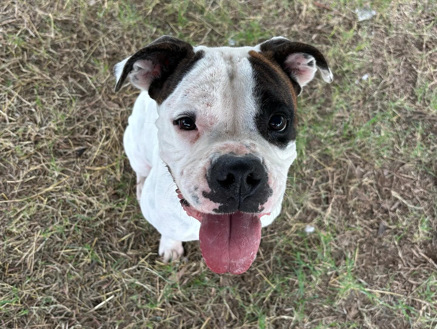 Ingrid - CH Boxer Rescue
