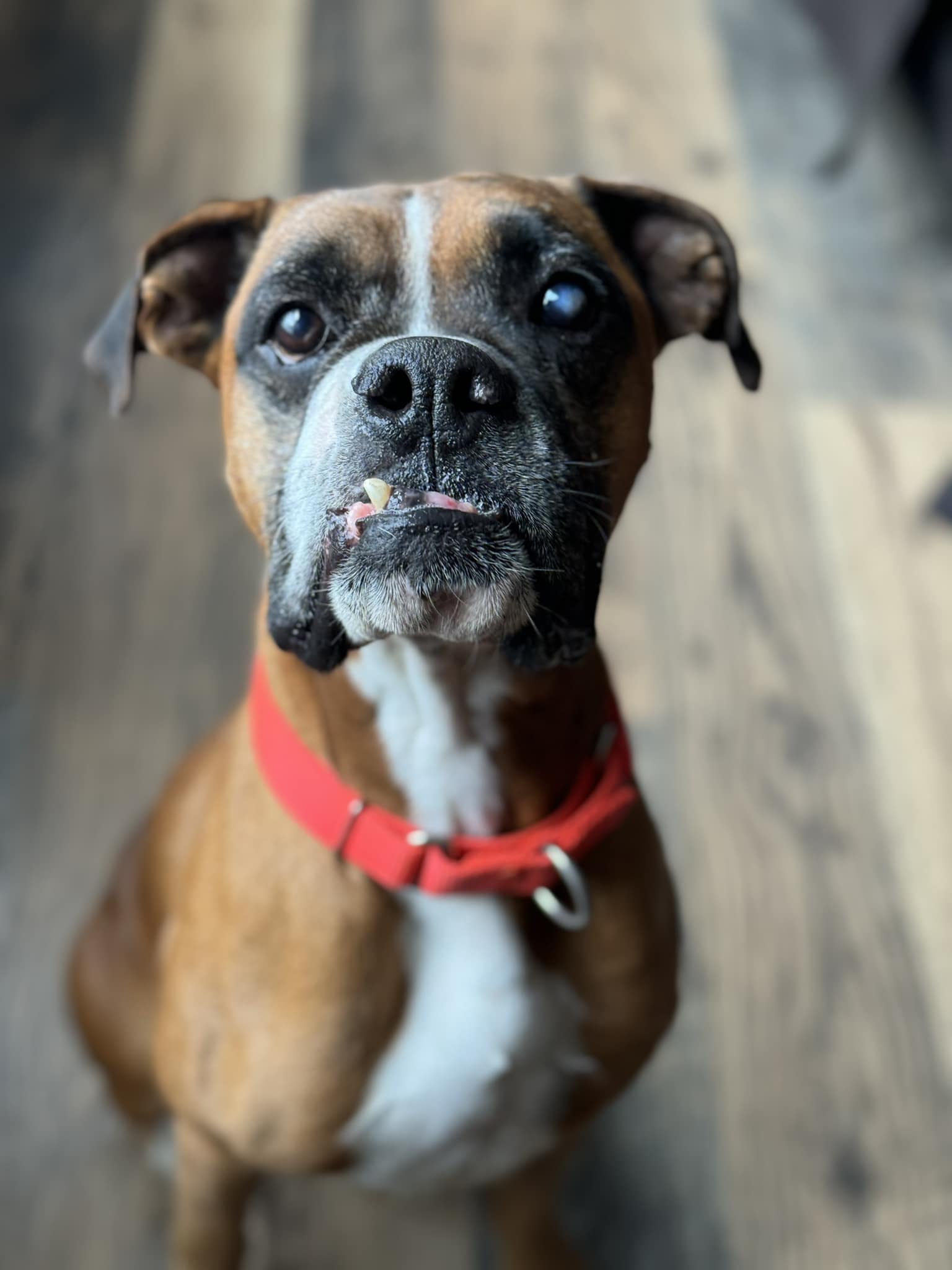 Atlas - CH Boxer Rescue
