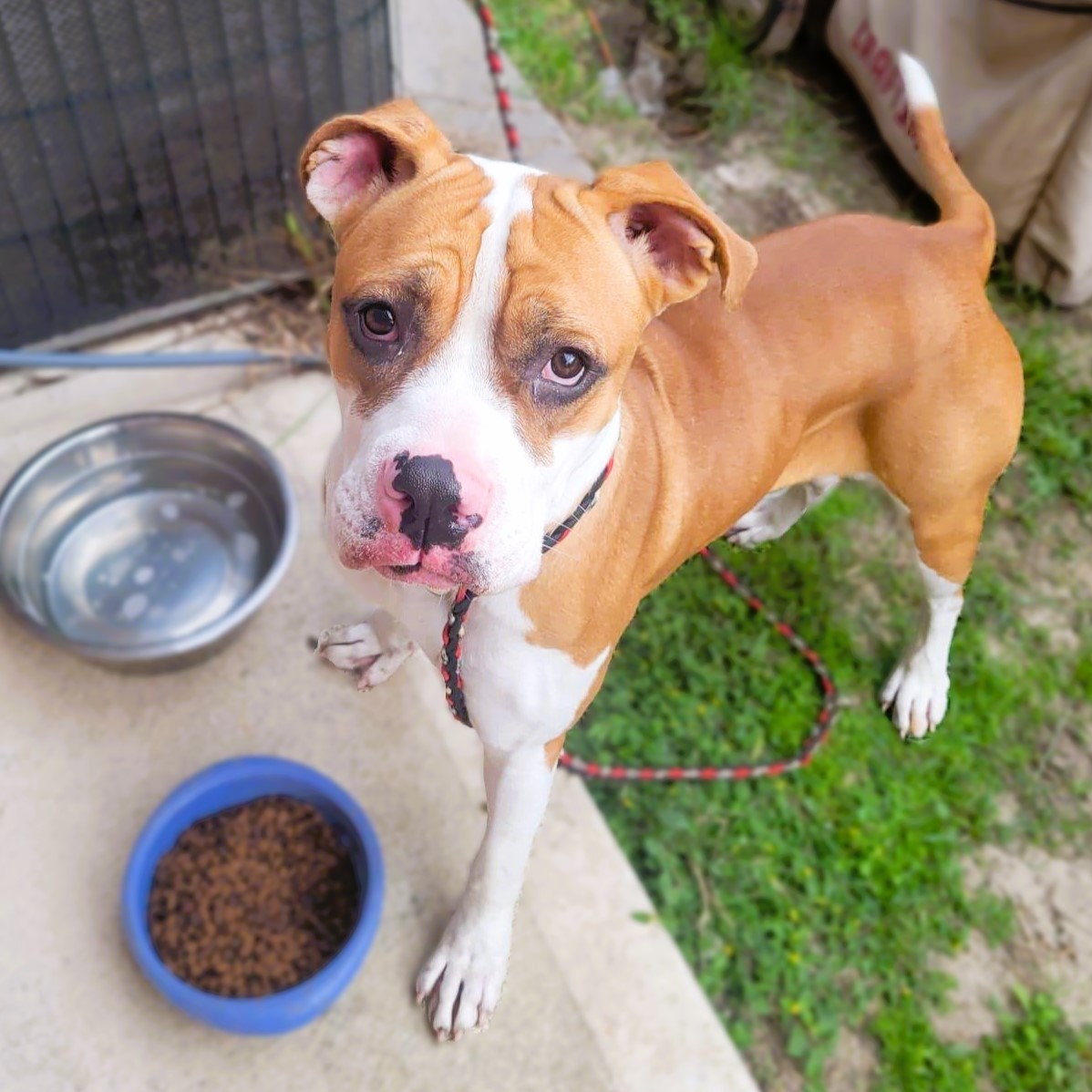 Debra - CH Boxer Rescue