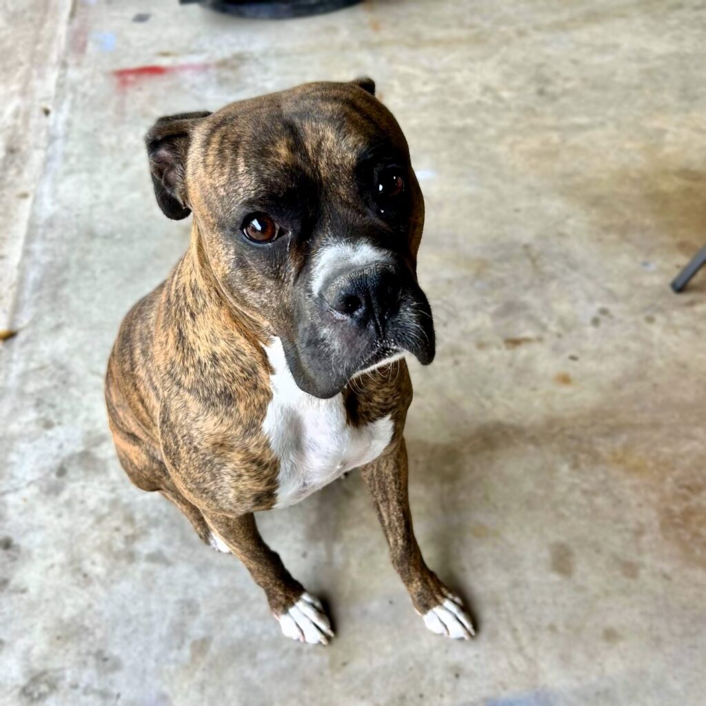 Bevo - CH Boxer Rescue