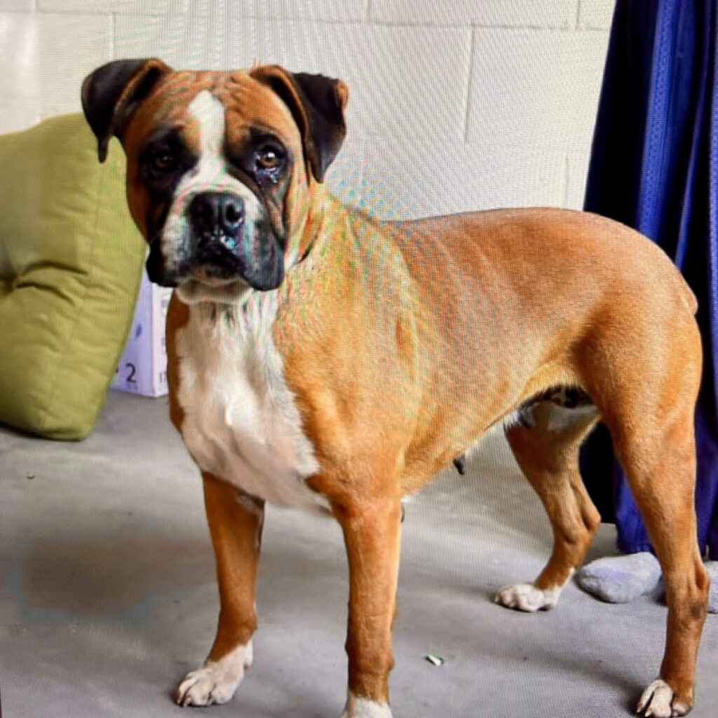 Olivia - CH Boxer Rescue