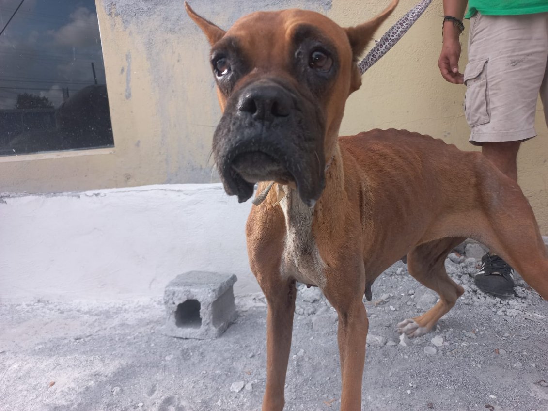 Elsa - CH Boxer Rescue