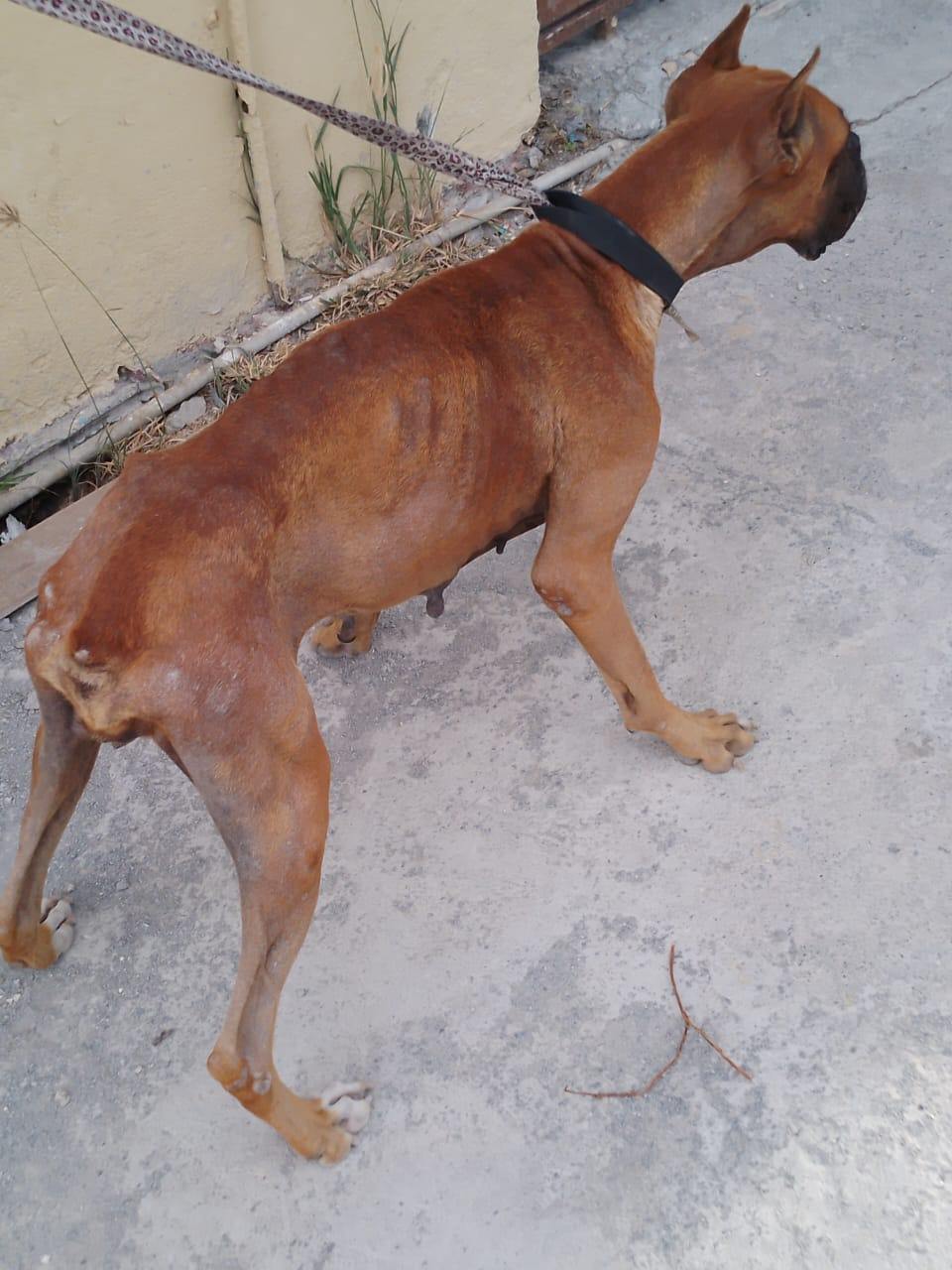 Elsa - CH Boxer Rescue