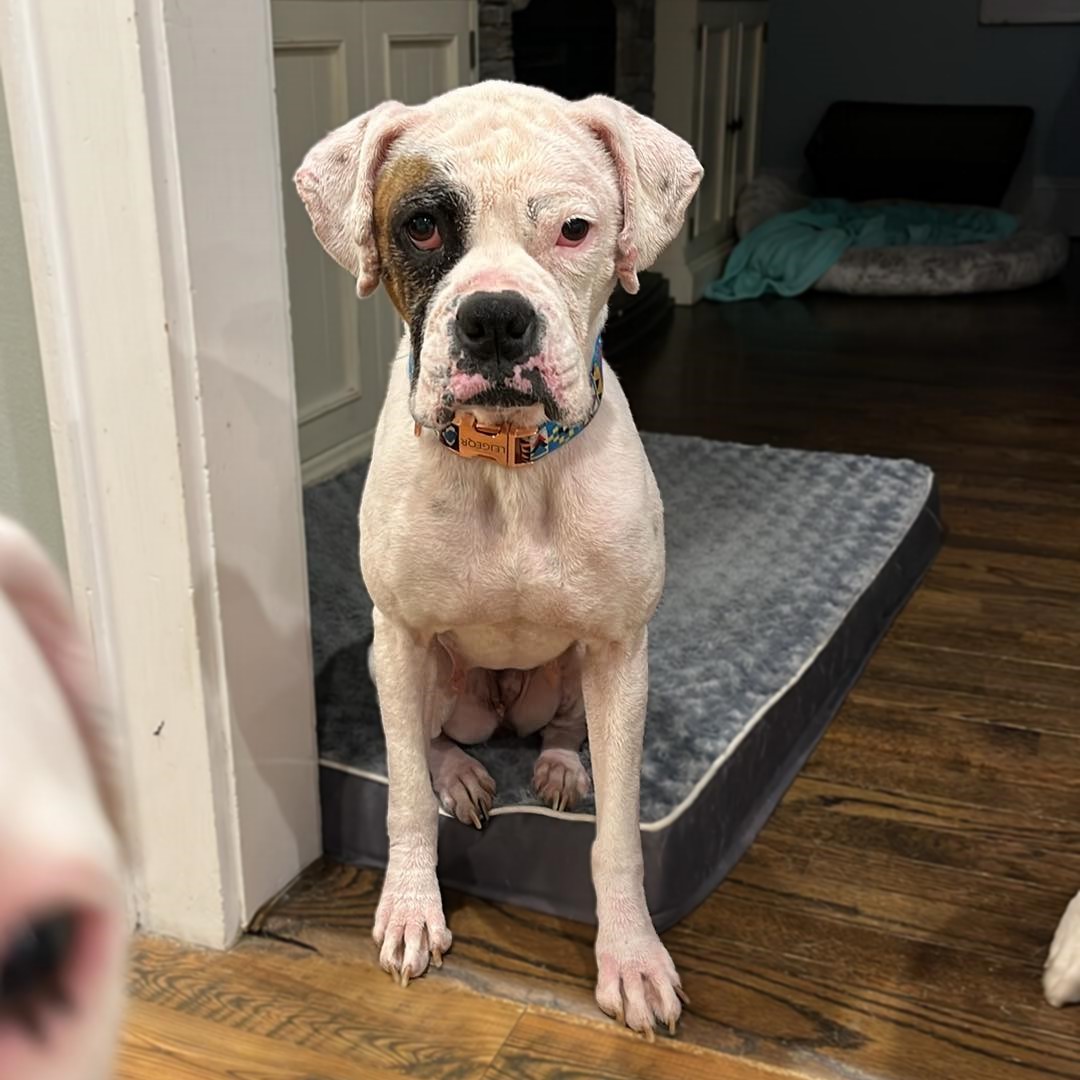 Ivory - CH Boxer Rescue