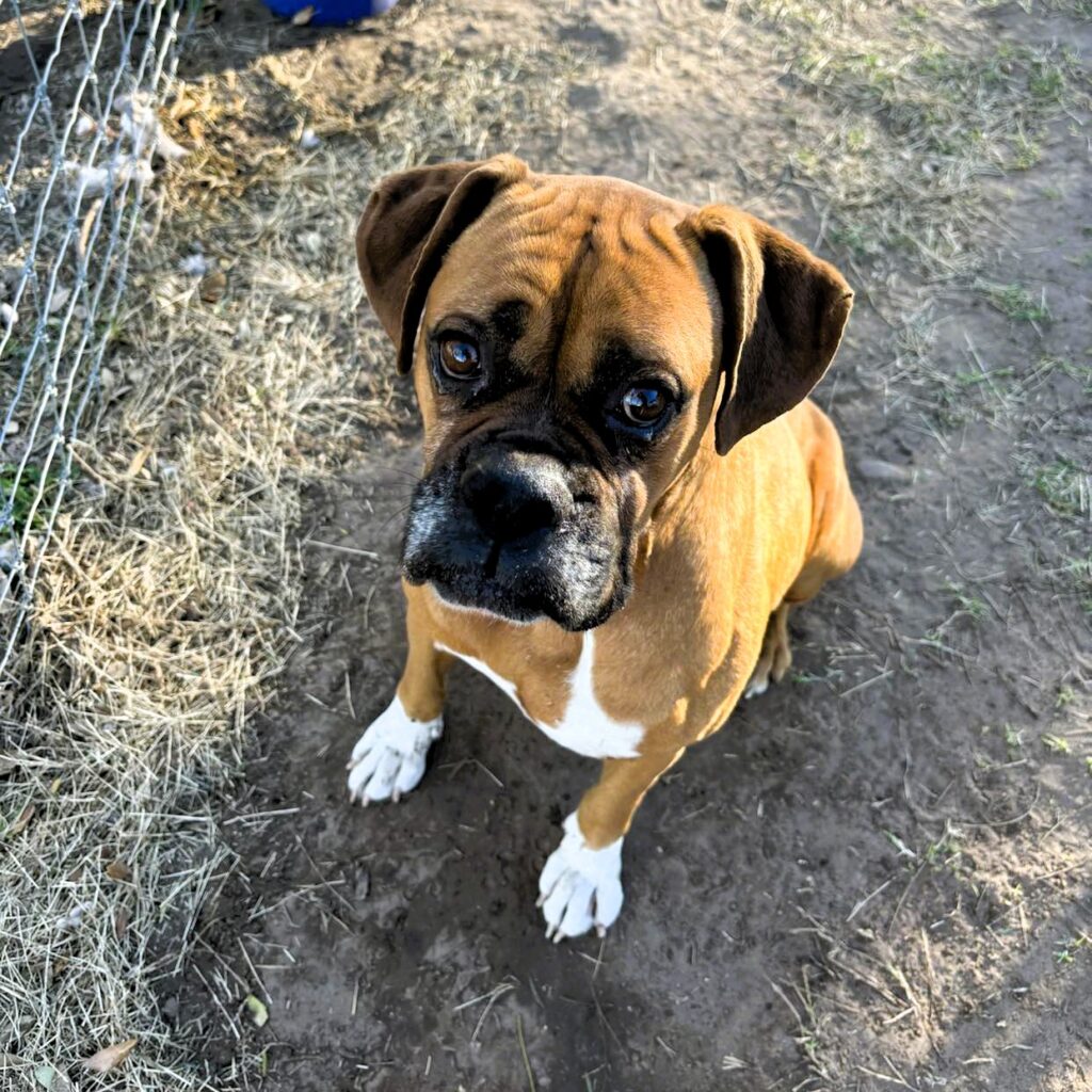 Kairo - CH Boxer Rescue