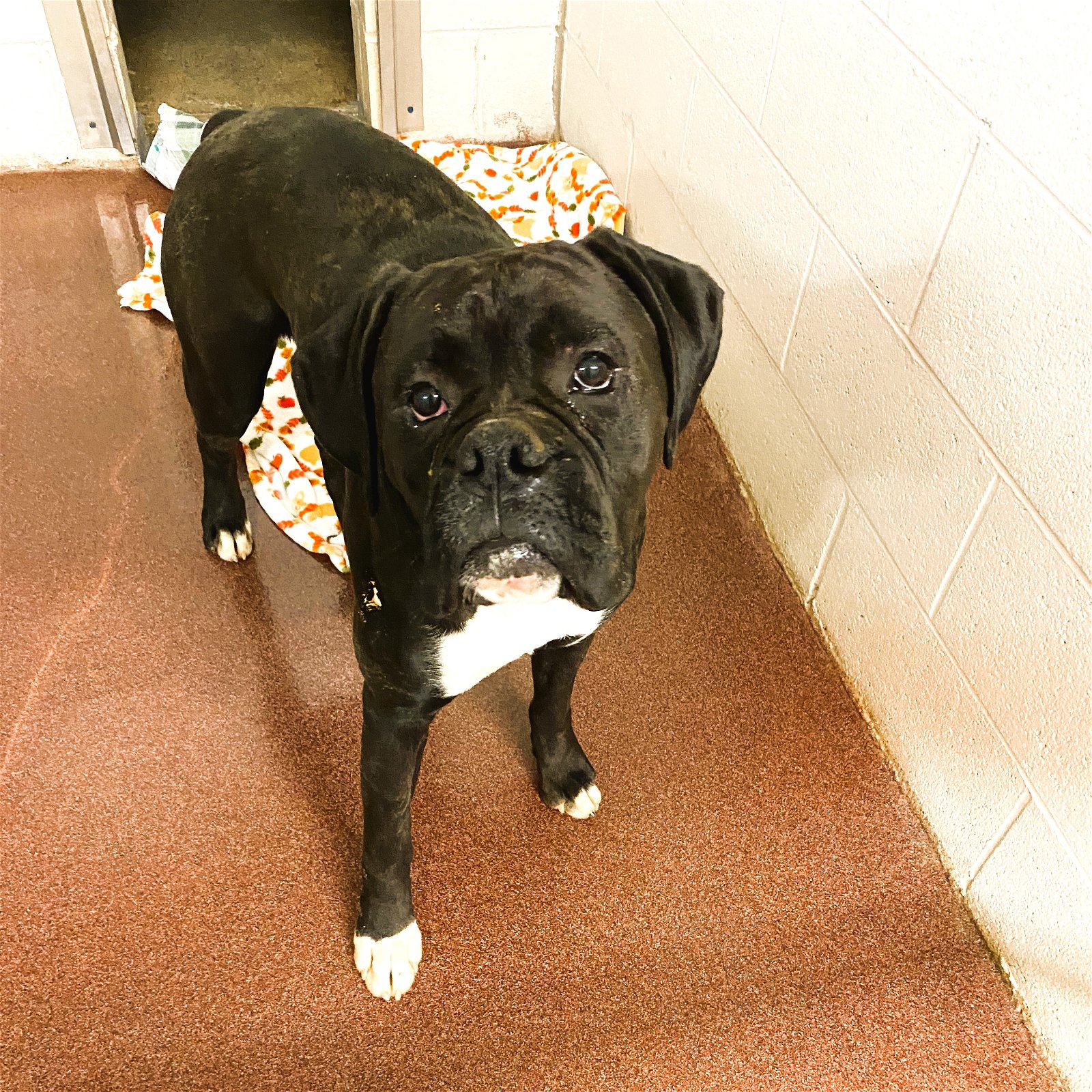 Judge - CH Boxer Rescue