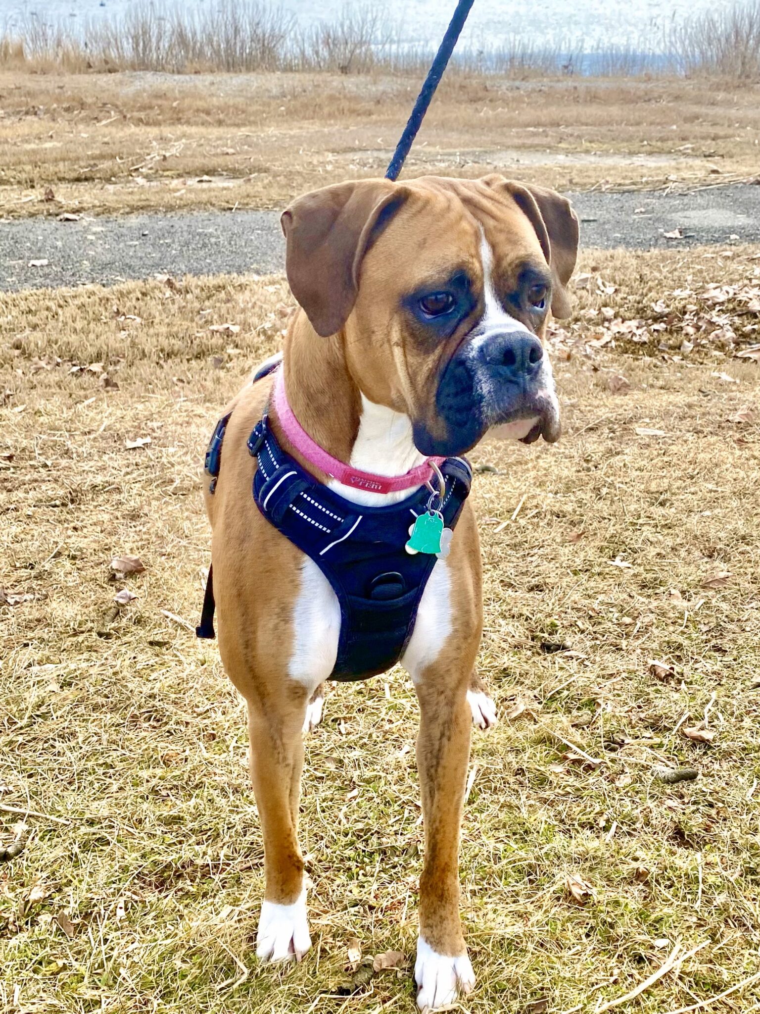 Vela - CH Boxer Rescue