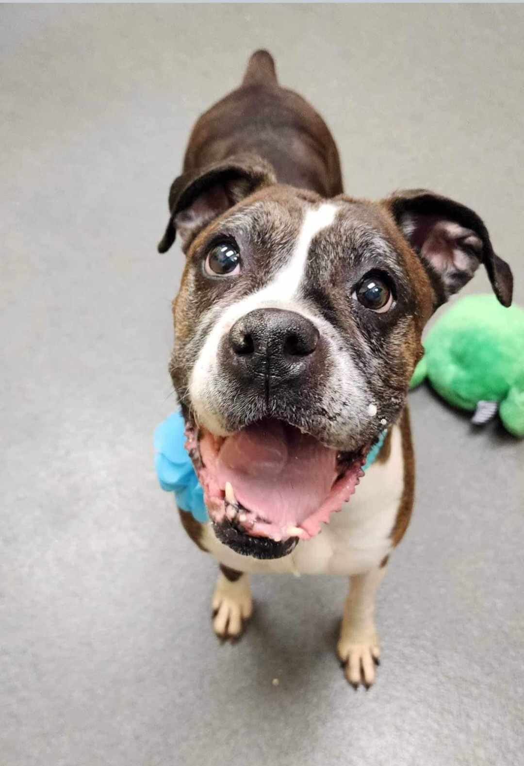 Chloe - CH Boxer Rescue