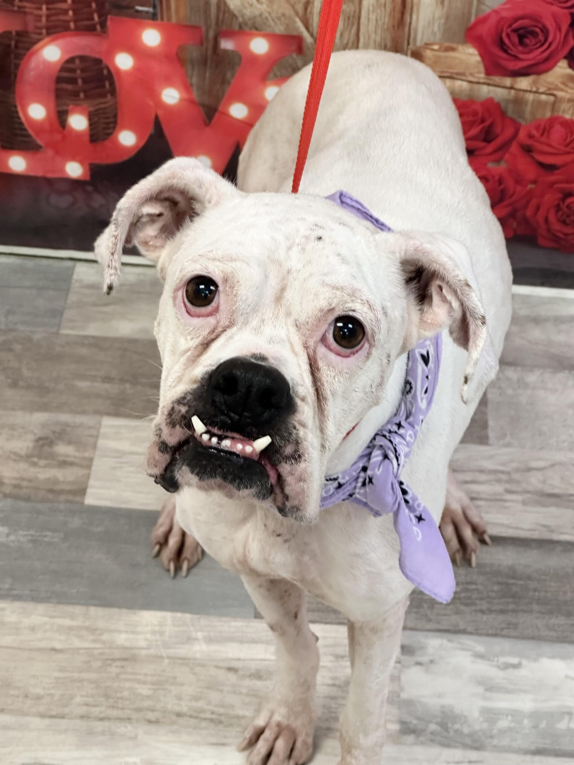 Pixie - CH Boxer Rescue