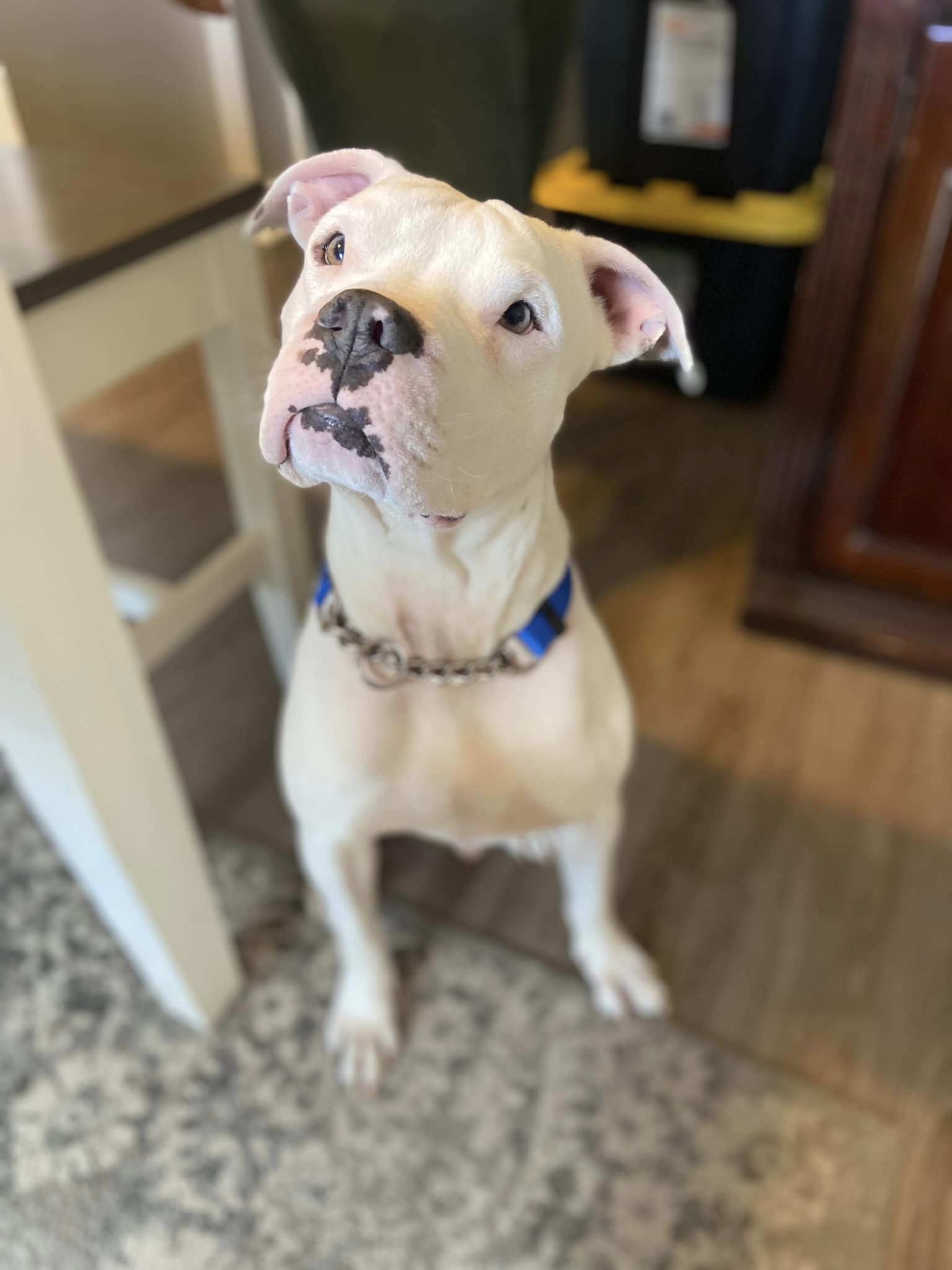 Kevin - CH Boxer Rescue