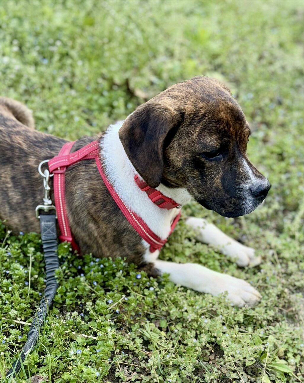 Ares - CH Boxer Rescue