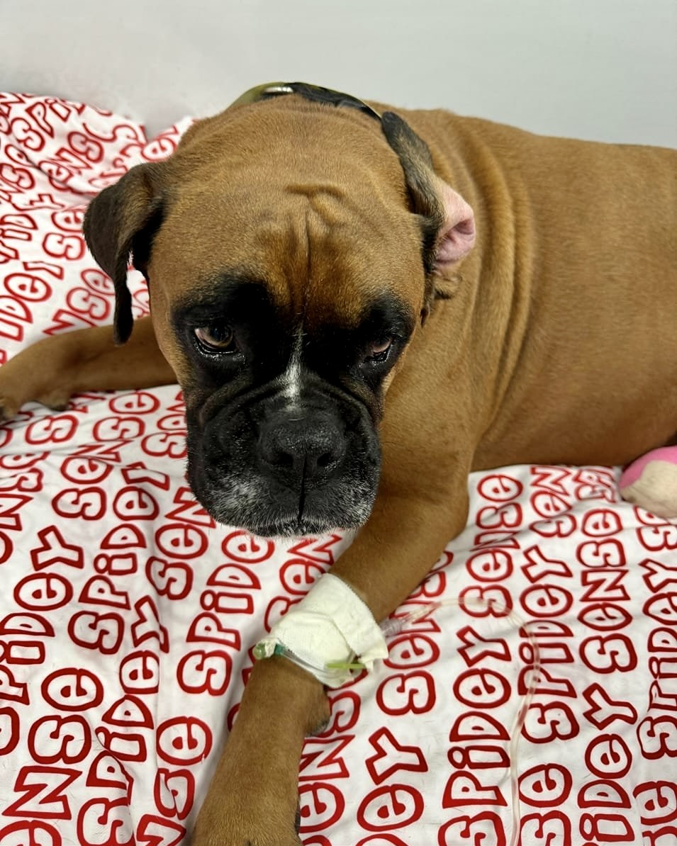 Roxy - CH Boxer Rescue