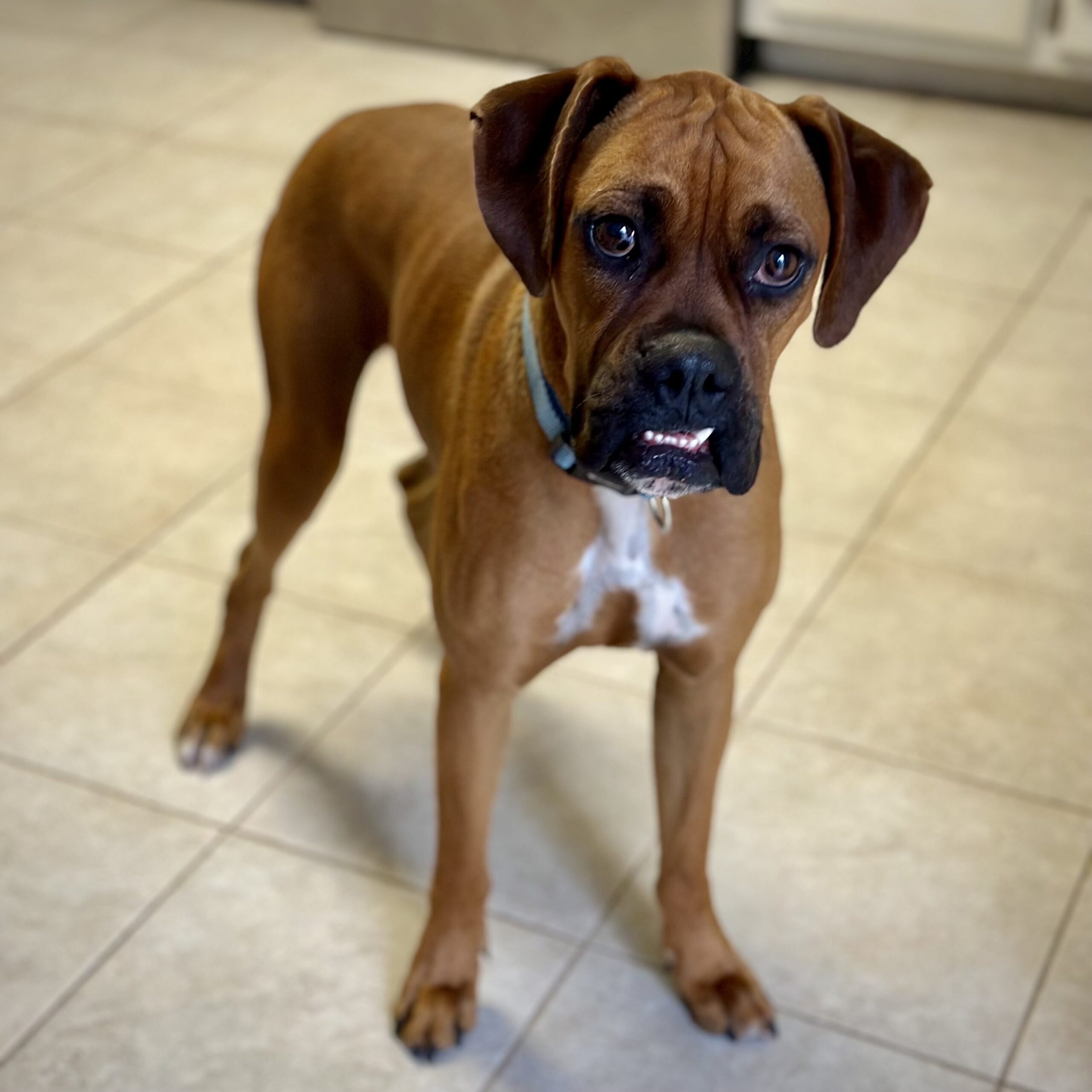 Moose - CH Boxer Rescue