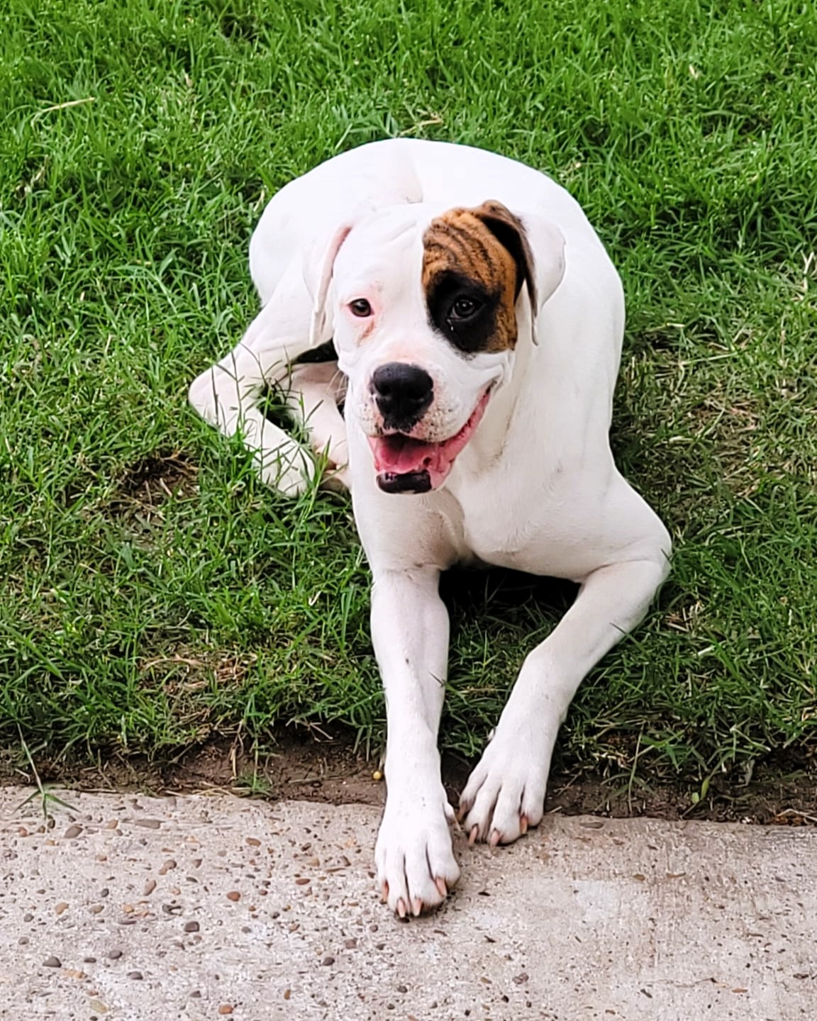 Molly - CH Boxer Rescue