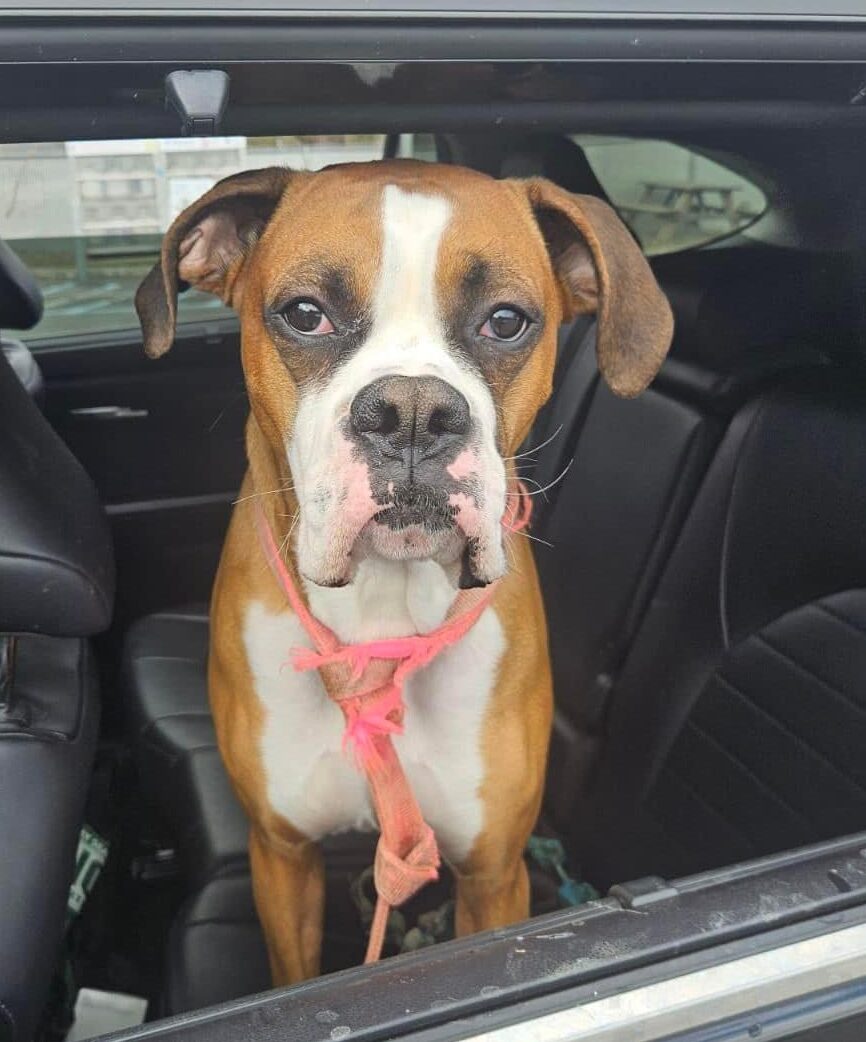 Rocky - CH Boxer Rescue