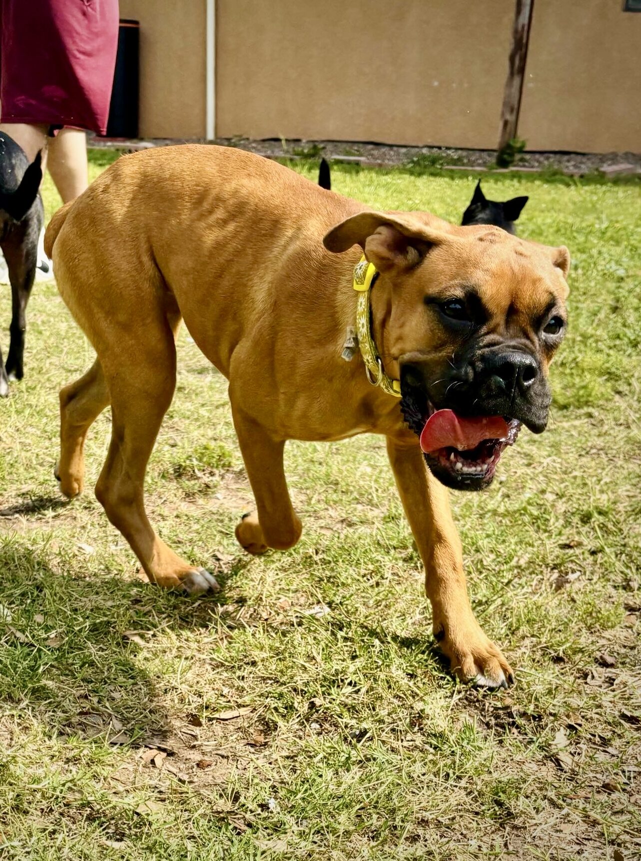 Canela - CH Boxer Rescue