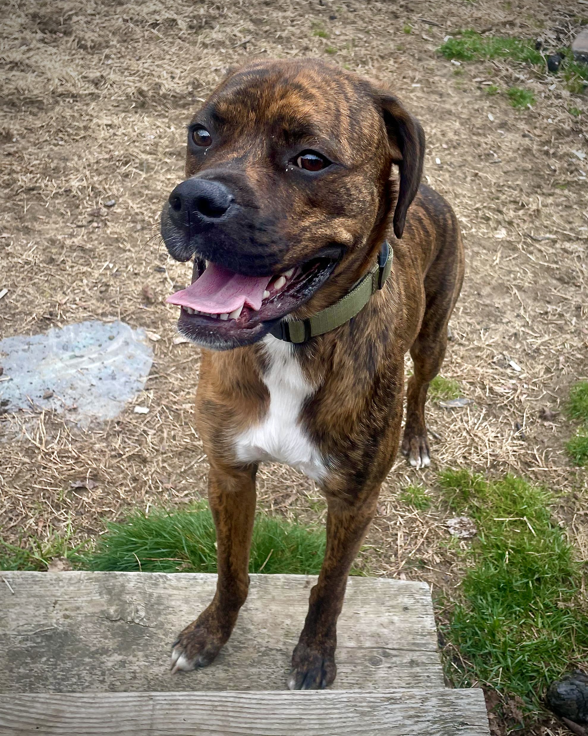 Bravo - CH Boxer Rescue