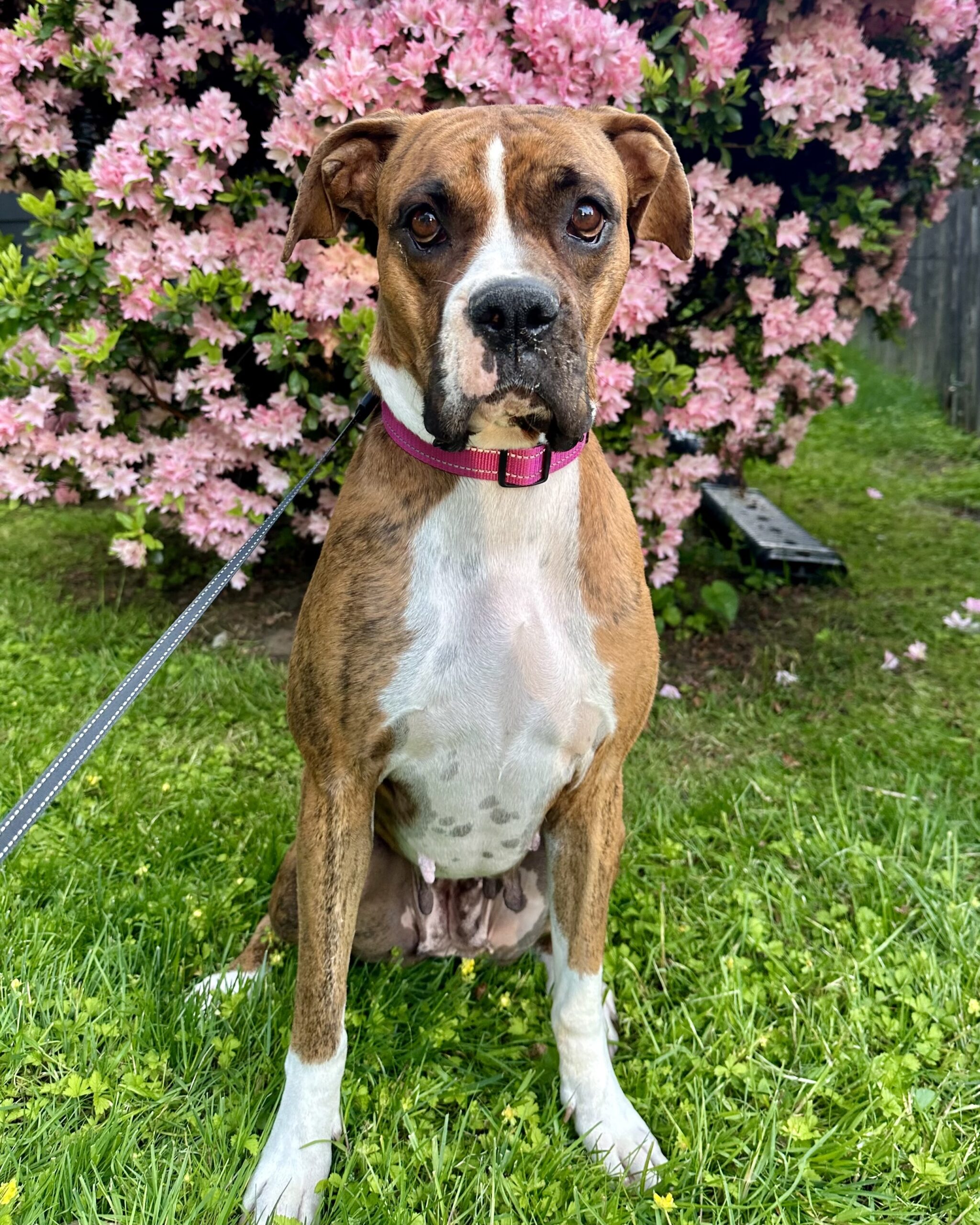 Drama - CH Boxer Rescue