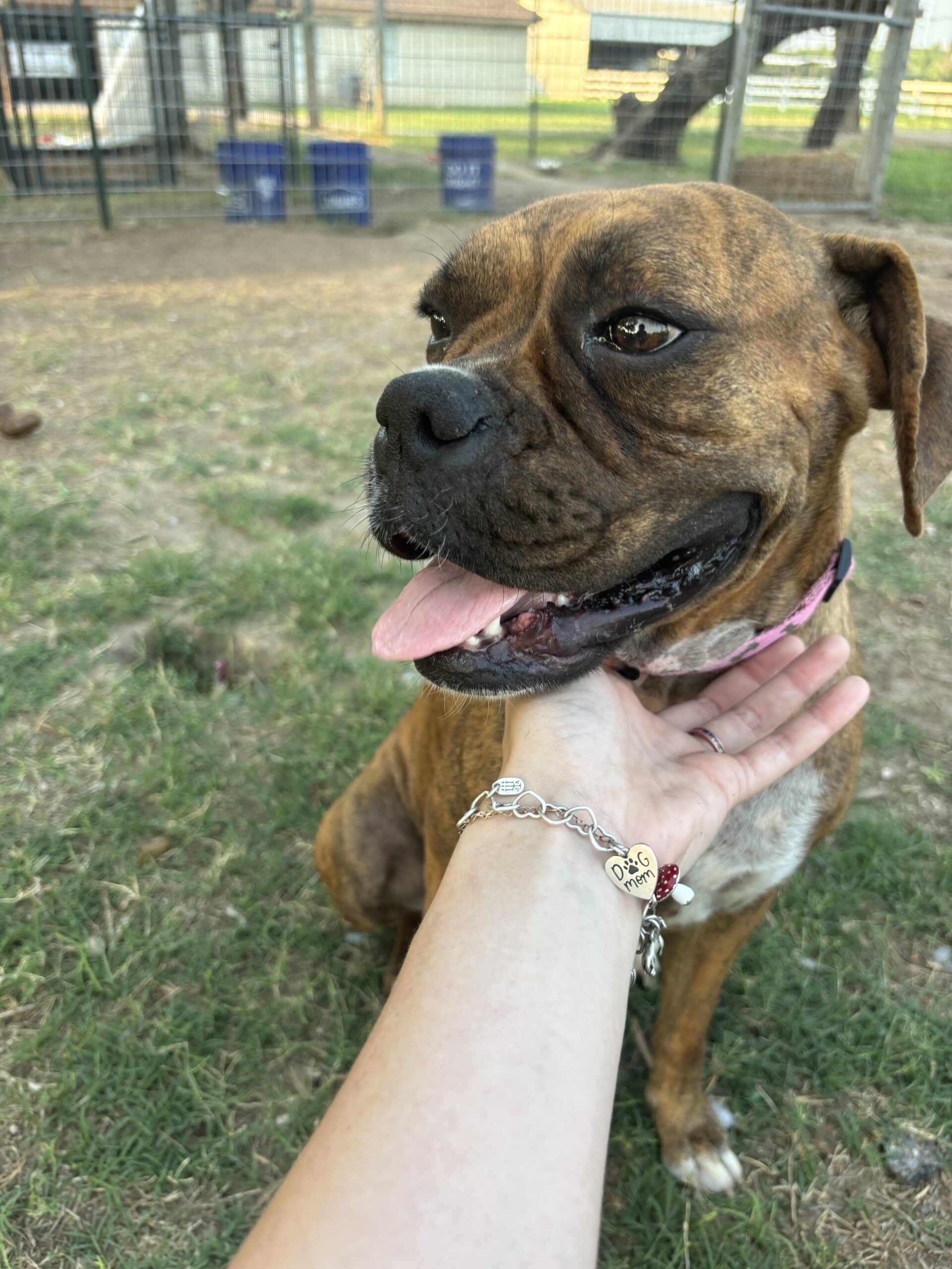 Lacey - CH Boxer Rescue