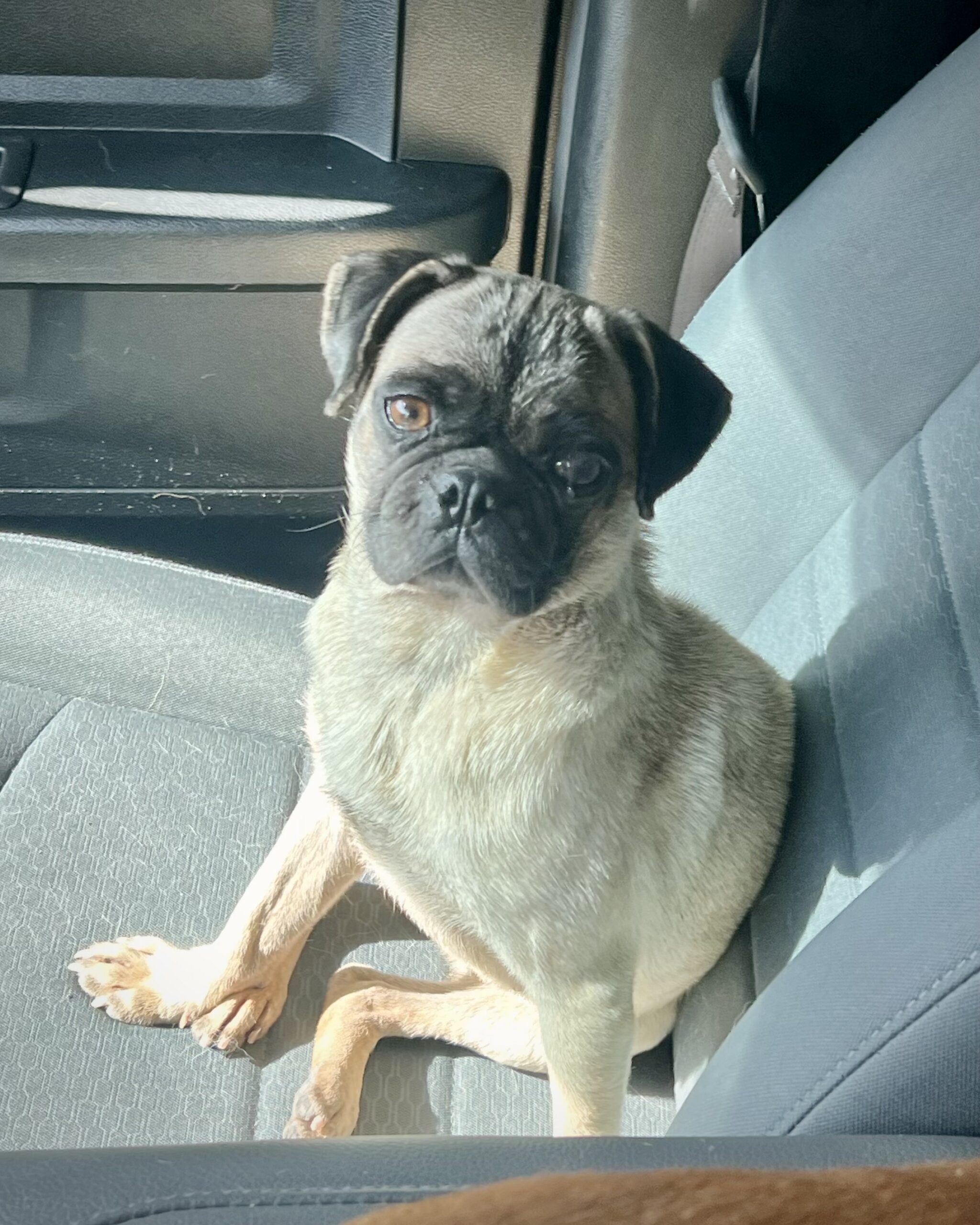 Bambi - CH Boxer Rescue