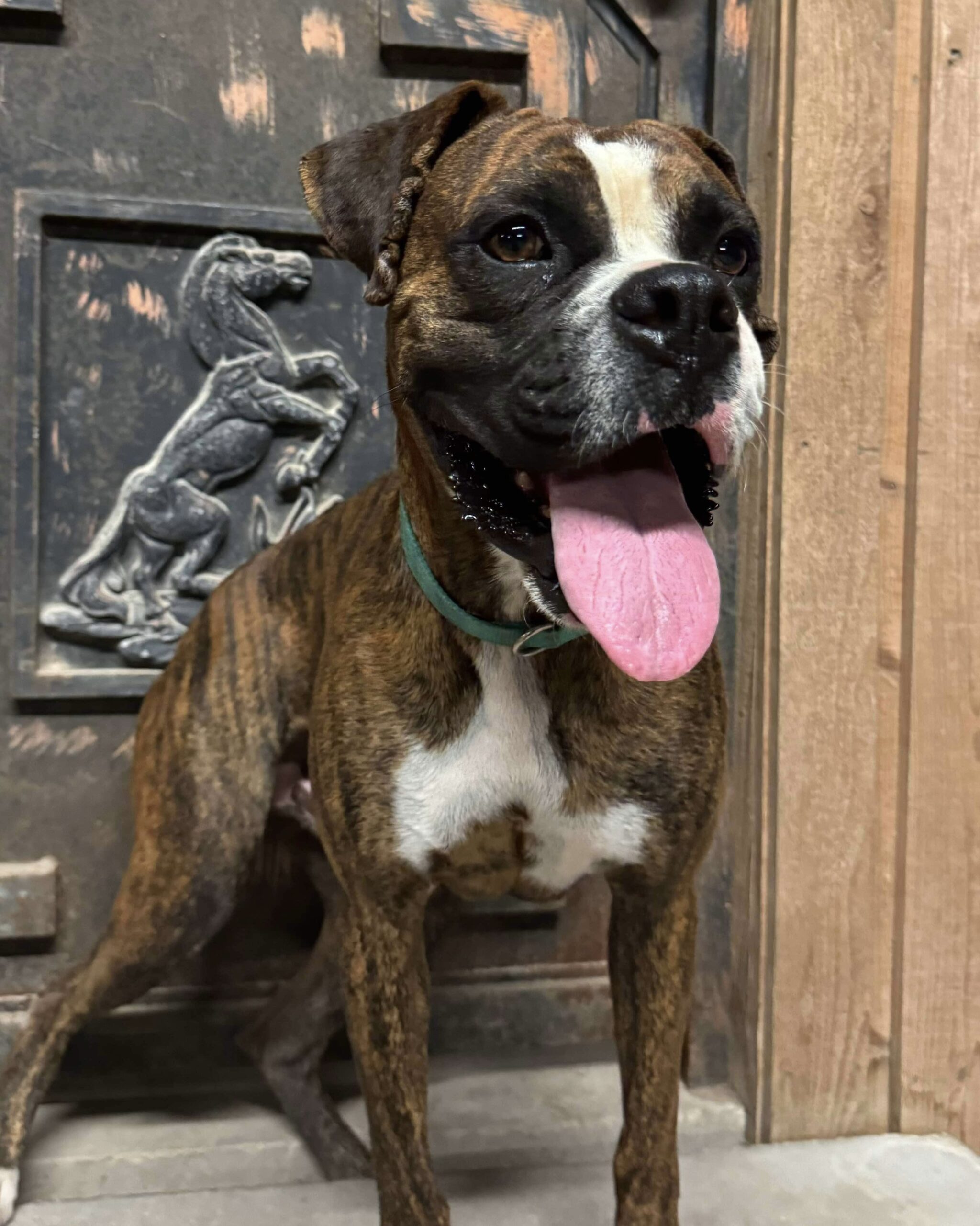 Diesel - CH Boxer Rescue