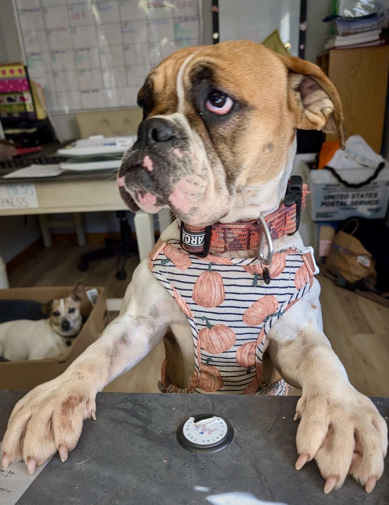 Ruby - CH Boxer Rescue