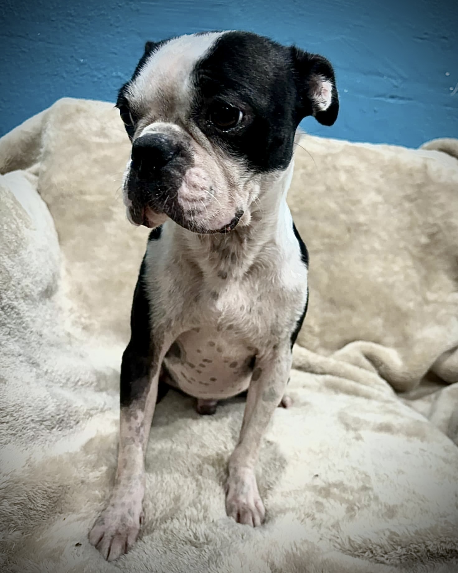 Tommy - CH Boxer Rescue