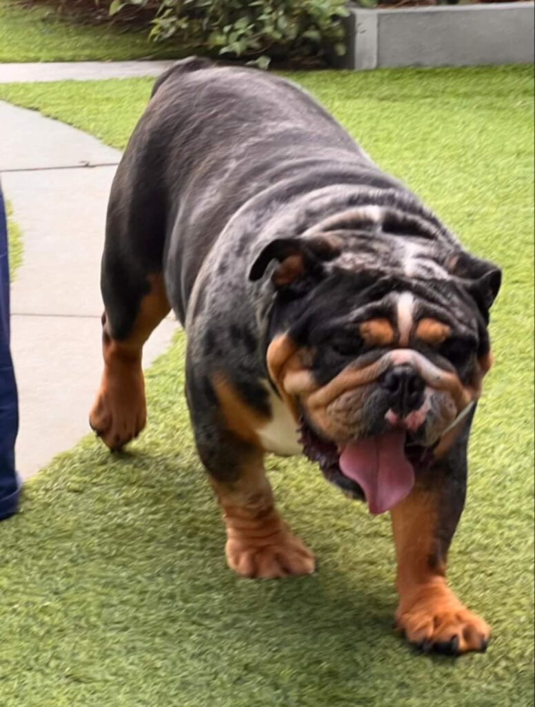 Duke - CH Boxer Rescue